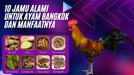 10 Jamu Alami untuk Ayam Bangkok dan Manfaatnya - PringsewuOnline.com
